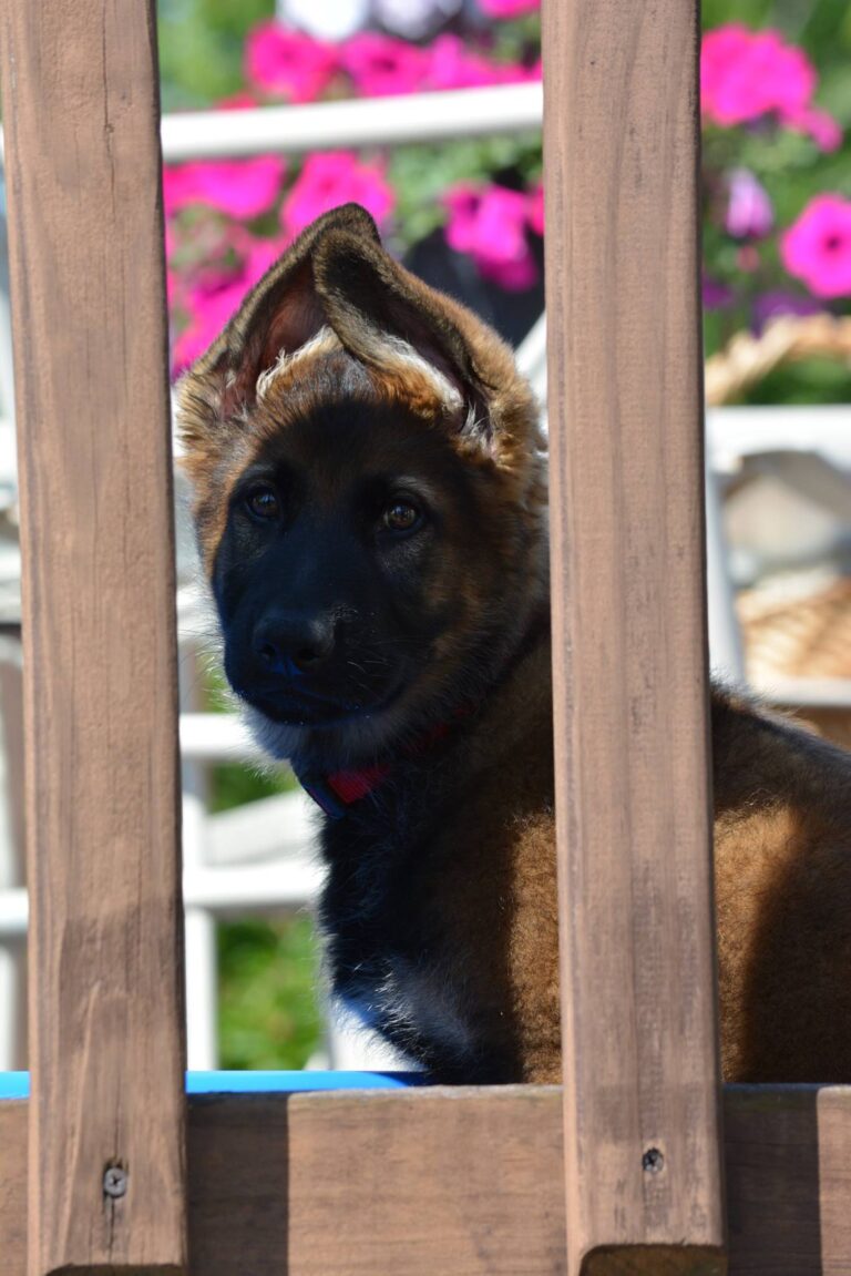 Von der Haus Gill – Run Fast Bite Hard