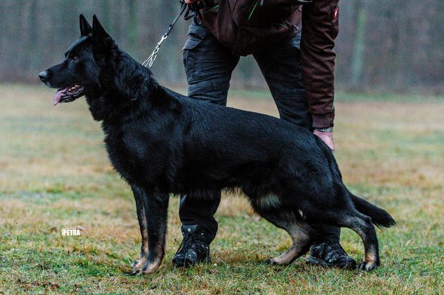 Upcoming Litters 2025 – Von der Haus Gill